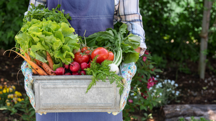 The 8 Easiest Vegetables To Grow For Beginners Food Storage Moms