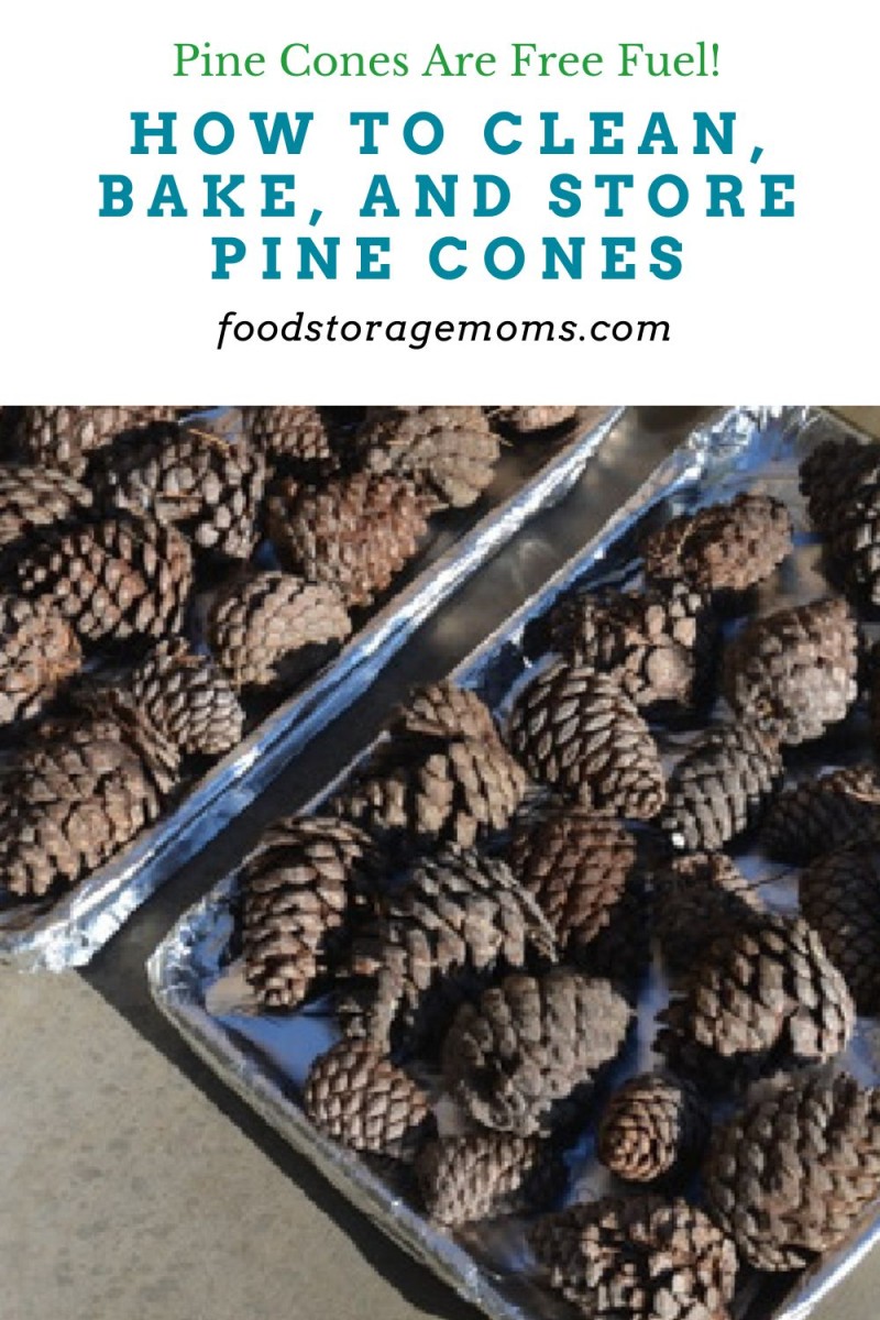 Daily Survival: How To Clean, Bake, And Store Pine Cones