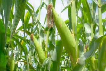 How To Grow Sweet Corn From Start To Finish - Food Storage Moms