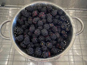 How To Dehydrate Blackberries & Make Blackberry Powder - Food Storage Moms
