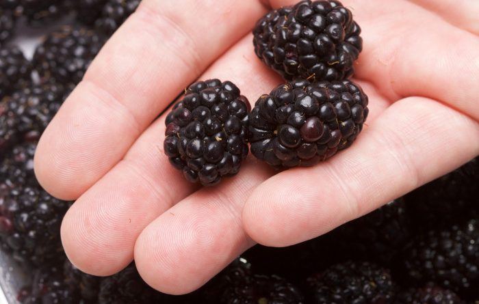 Dehydrating Blackberries and Make Blackberry Powder - Food Storage Moms