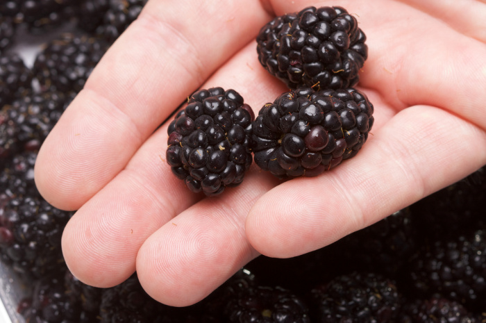 Dehydrating Blackberries and Make Blackberry Powder - Food Storage Moms