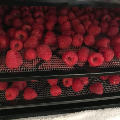Dehydrating Raspberries and Make Raspberry Powder - Food Storage Moms