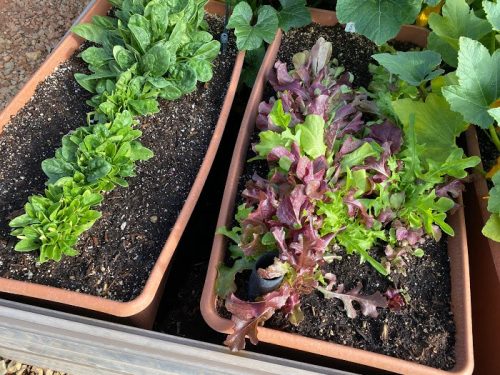 Gardening Techniques: Which One is Right for You? - Food Storage Moms