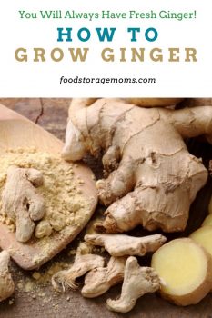 How to Grow Ginger - Food Storage Moms