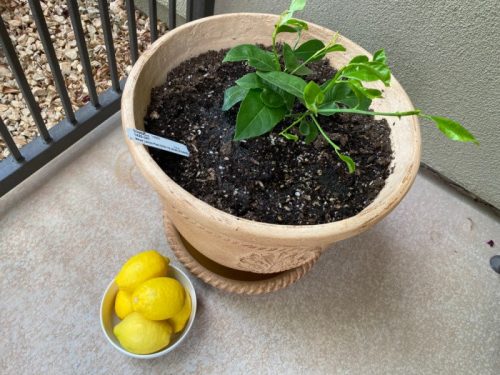 Lemon Tree: Everything You Need To Know - Food Storage Moms