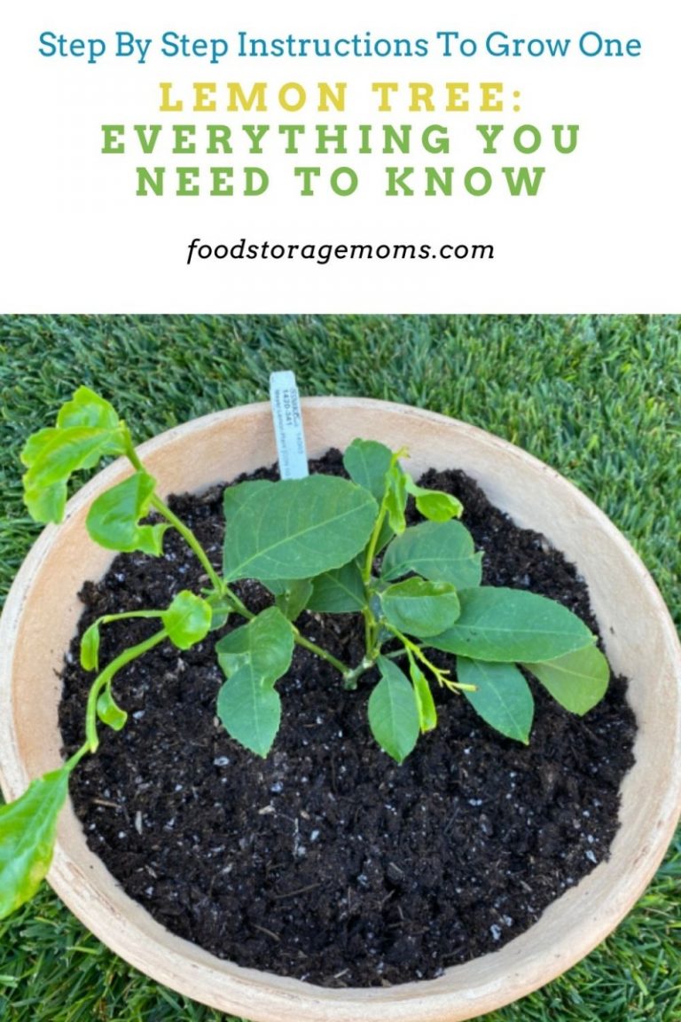 Lemon Tree: Everything You Need To Know - Food Storage Moms