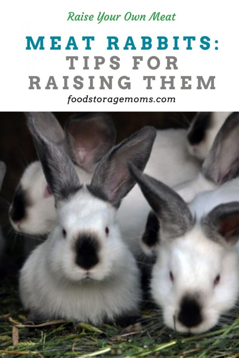 Meat Rabbits: Tips for Raising Them - Food Storage Moms