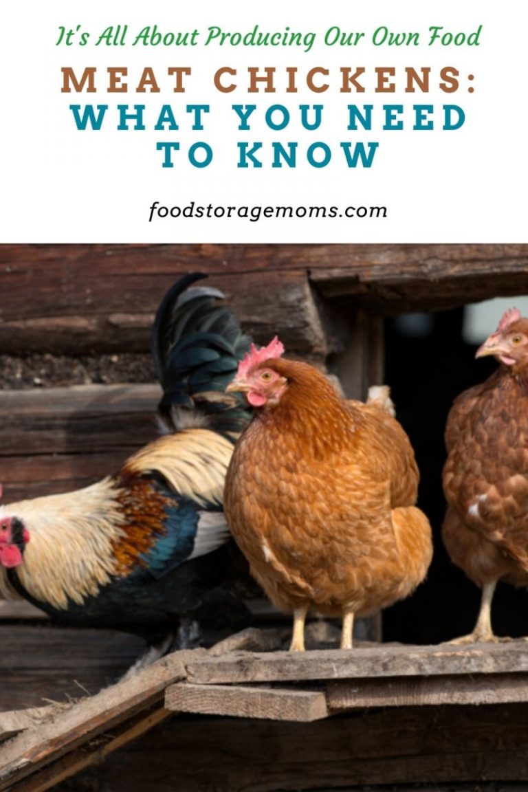 Meat Chickens: What You Need to Know - Food Storage Moms