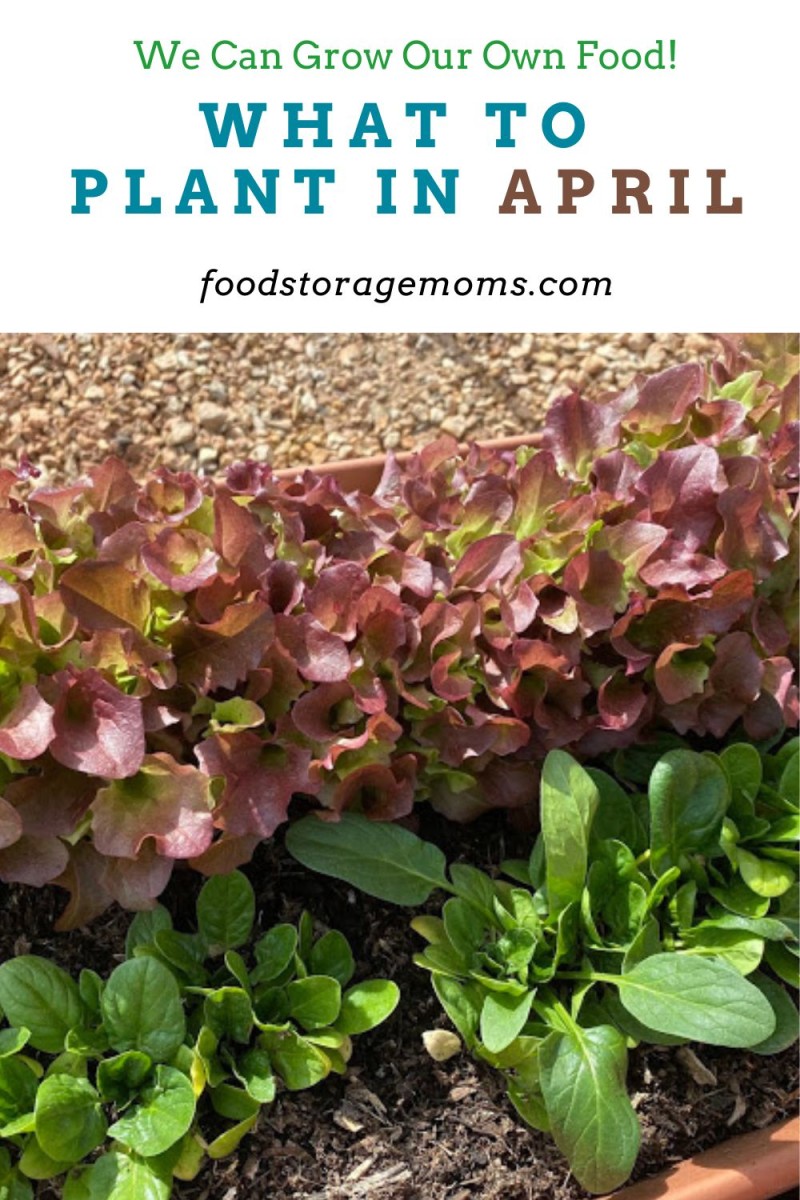 What To Plant In April - Food Storage Moms