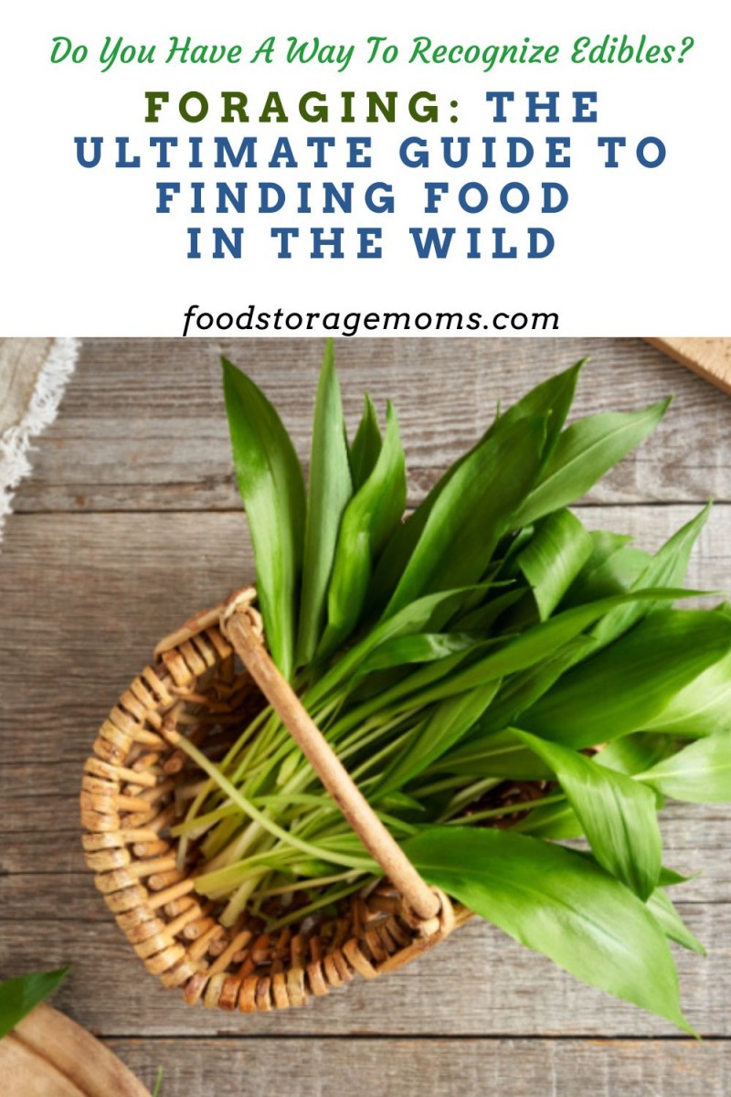 Foraging: The Ultimate Guide to Finding Food in the Wild - Food Storage ...