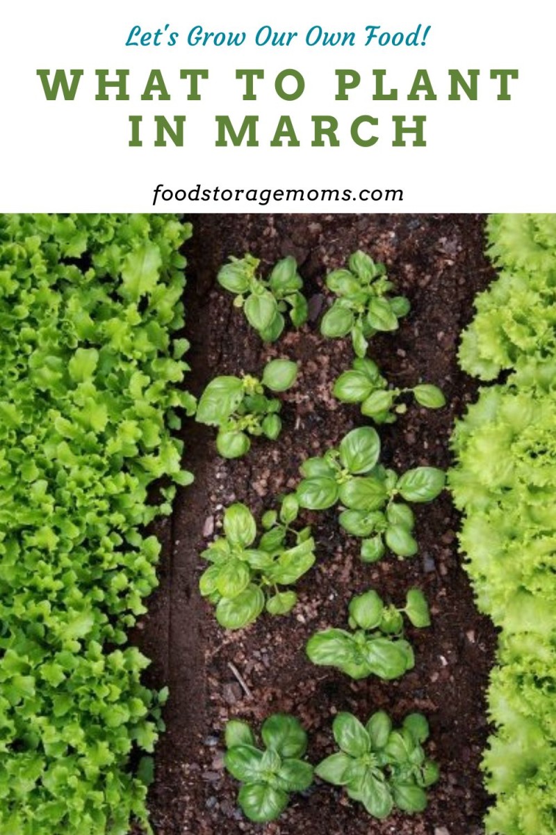 What To Plant In March - Food Storage Moms