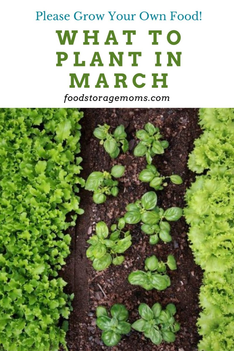 What To Plant In March - Food Storage Moms