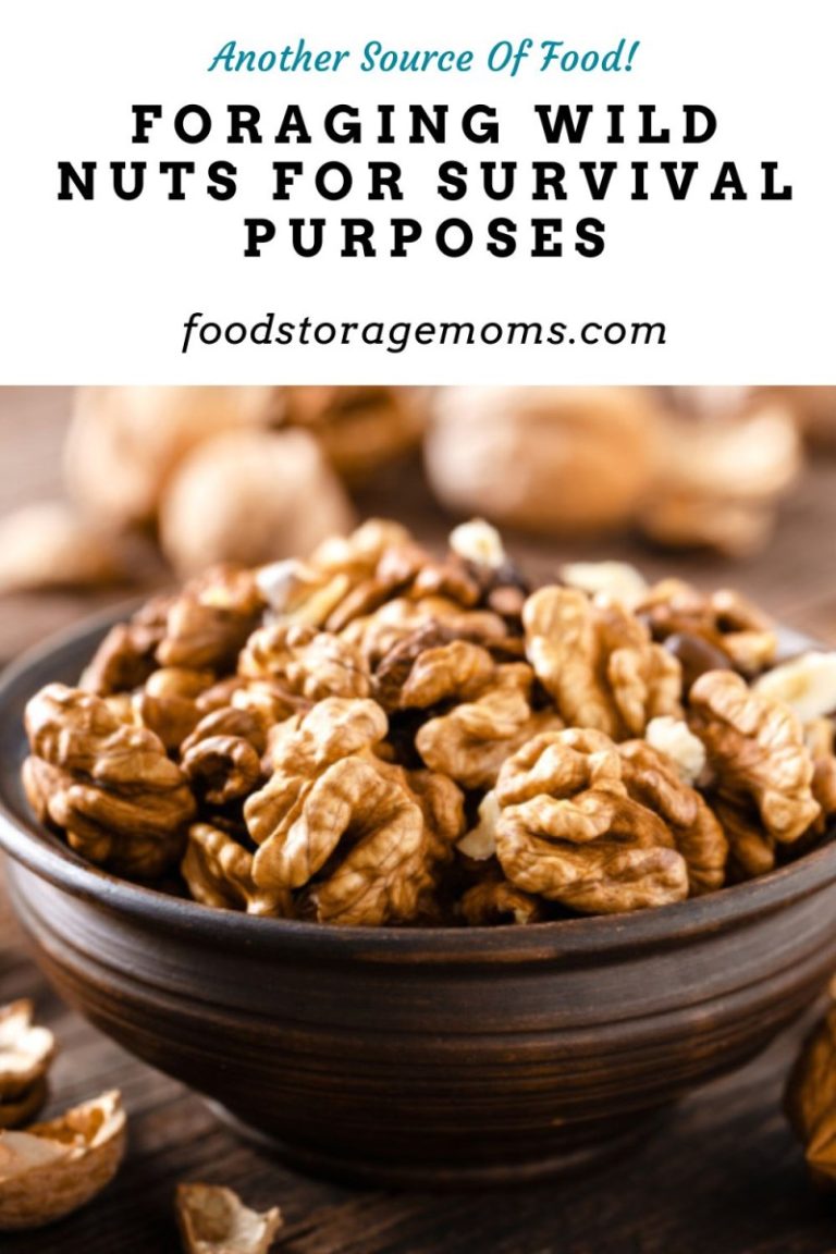 Foraging Wild Nuts for Survival Purposes - Food Storage Moms