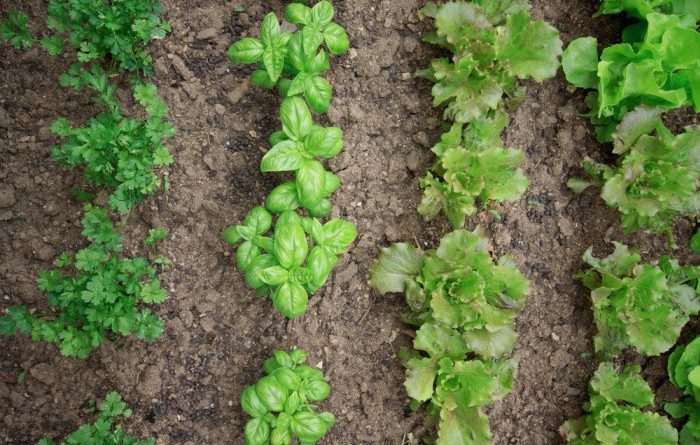 20 Things to Do in the Summer to Prep for Fall - Food Storage Moms