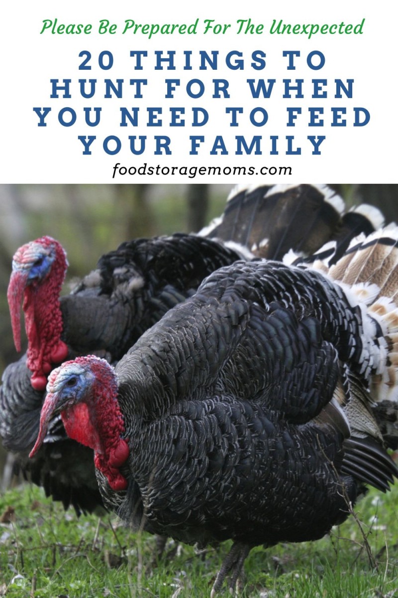 20 Things to Hunt for When You Need to Feed Your Family - Food Storage Moms