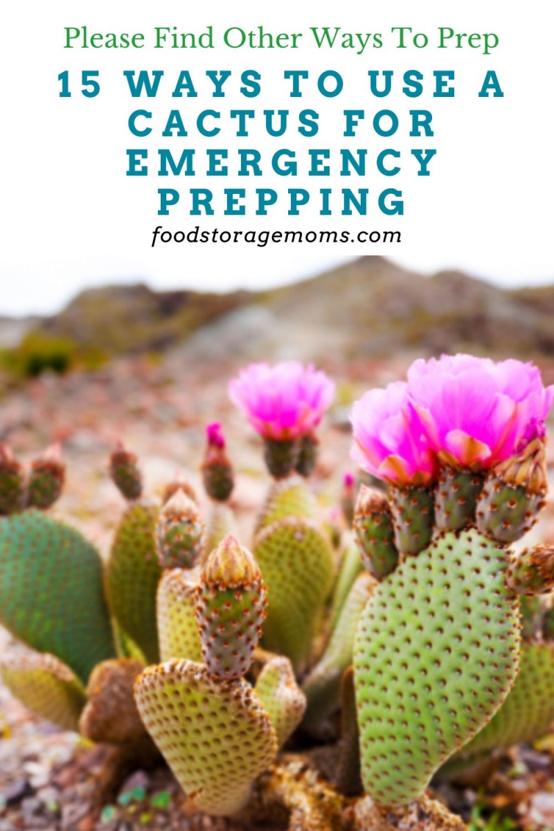 15 Ways to Use a Cactus for Emergency Prepping - Food Storage Moms