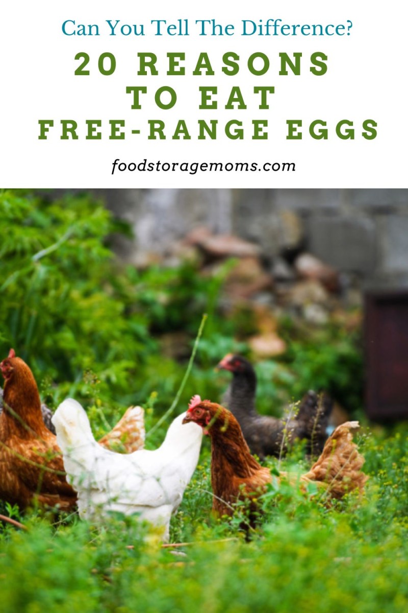 20 Reasons to Eat Free-Range Eggs - Food Storage Moms